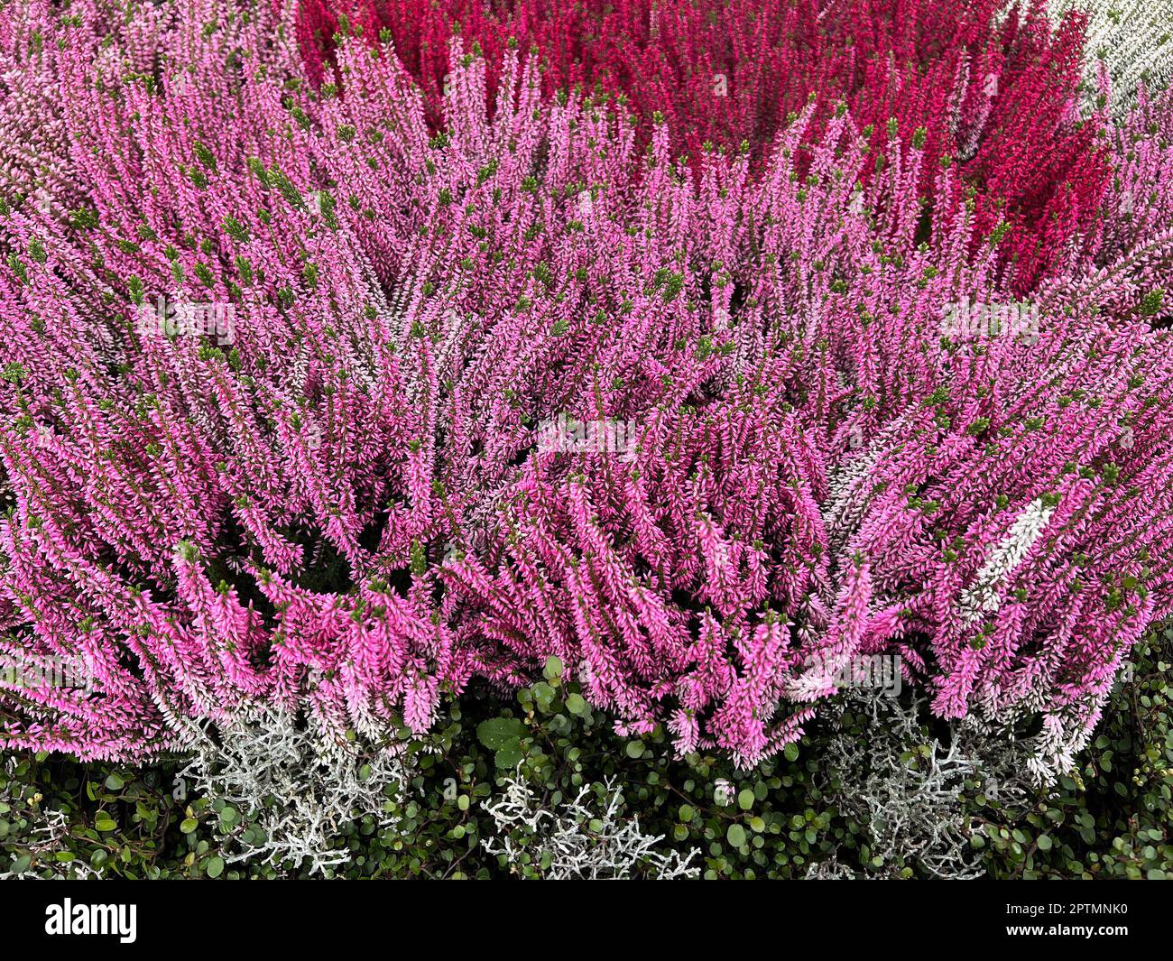Besenheide, Calluna vulgaris, auch Heidekraut genannt, ist die einzige ...