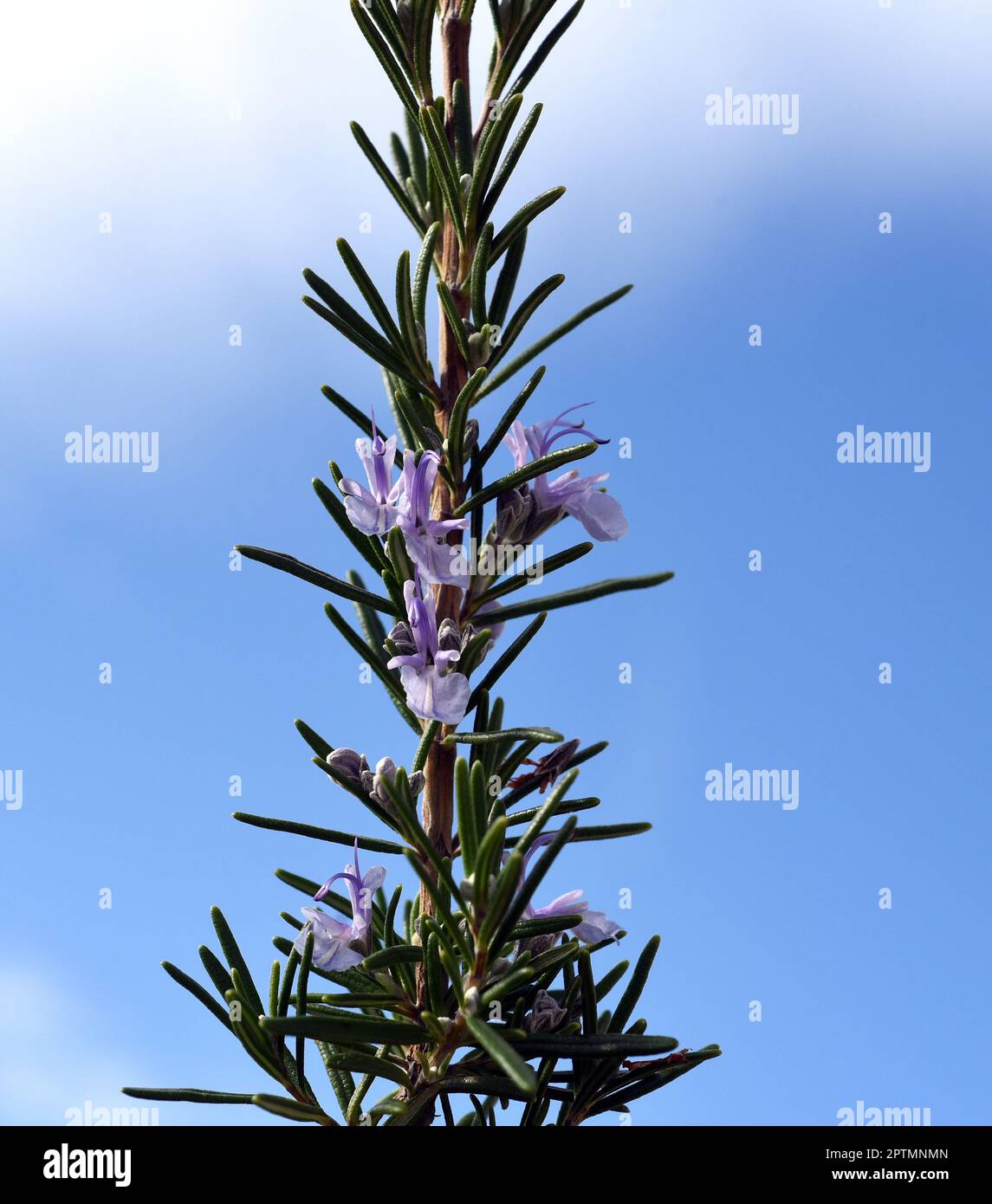 Rosmarin, Rosemary officinalis, ist eine Heil- und Kraeuterpflanze ...