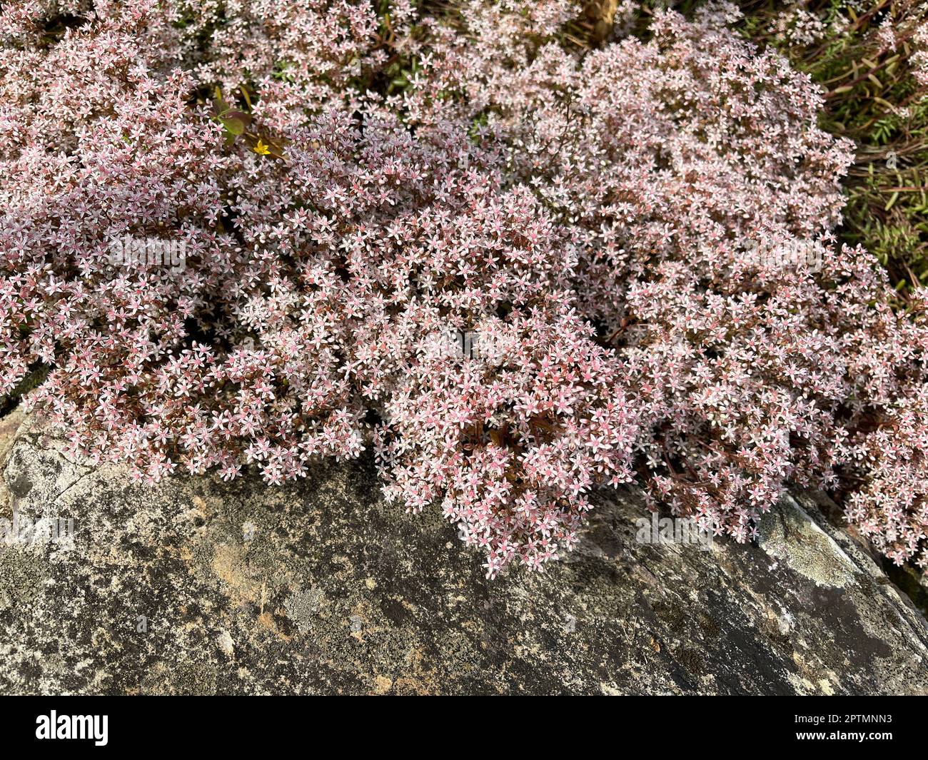 Weisser Mauerpfeffer, Sedum album, ist eine Heil- und ...