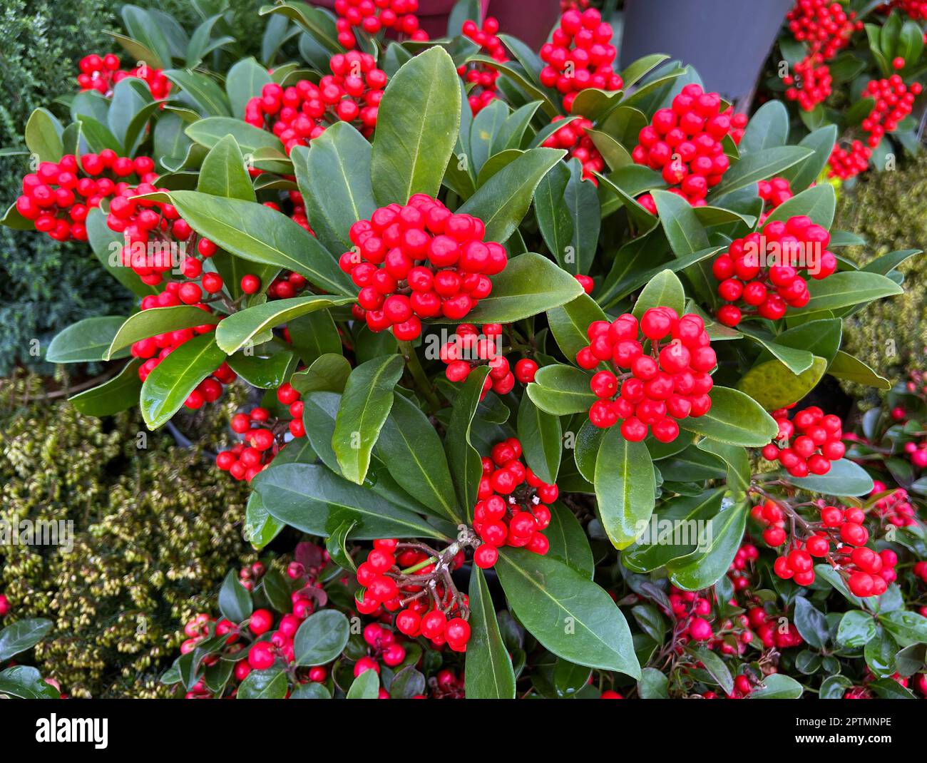 Skimmia temptation hi-res stock photography and images - Alamy