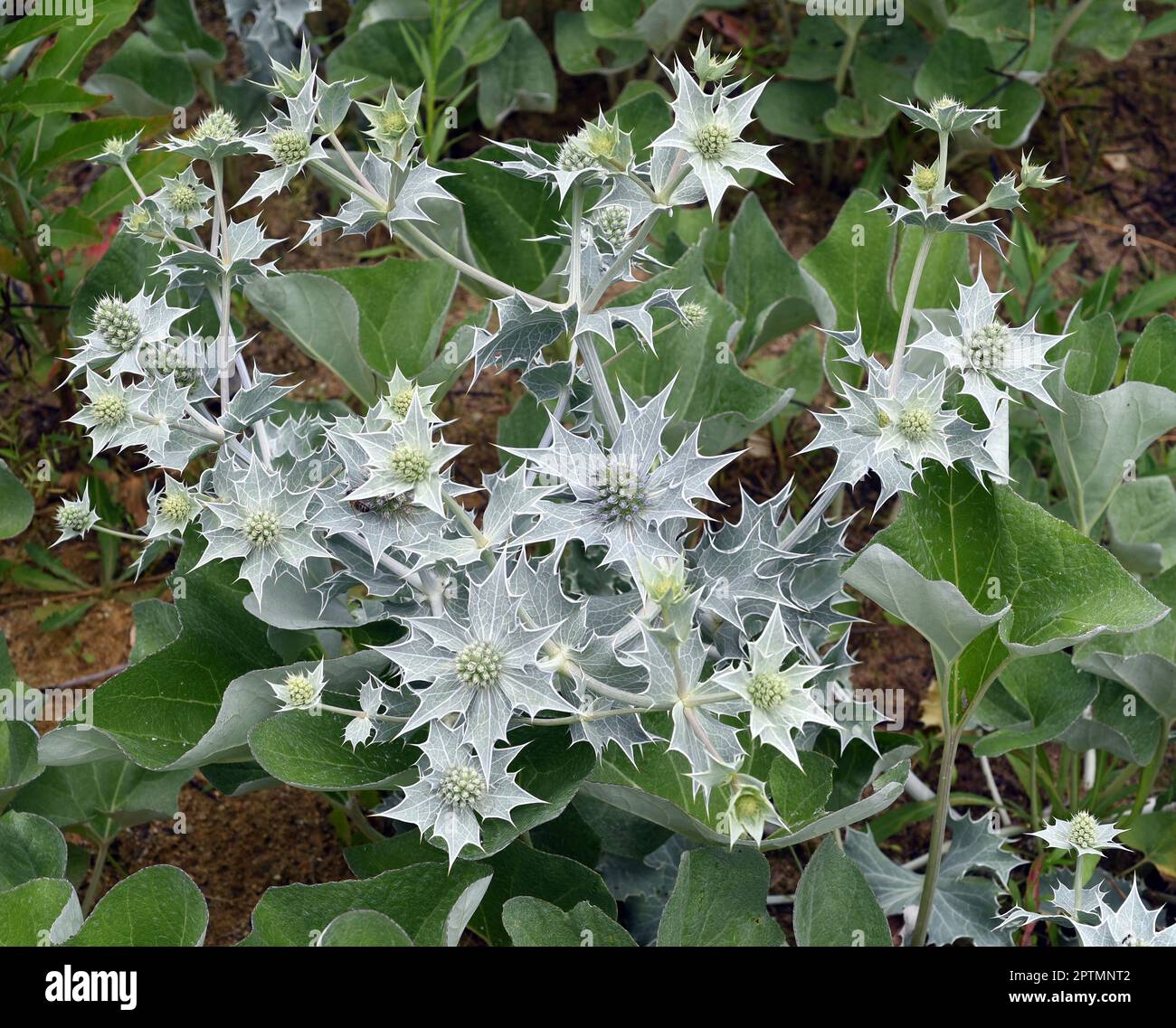 Stranddistel, Eryngium maritimum ist eine Distelart die im Sand in ...