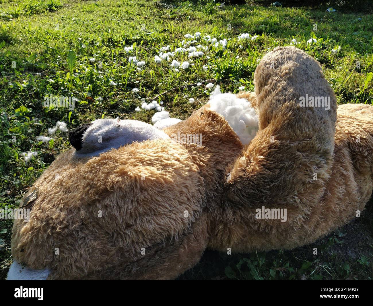 Torn teddy bear stuffed animal hi-res stock photography and images - Alamy