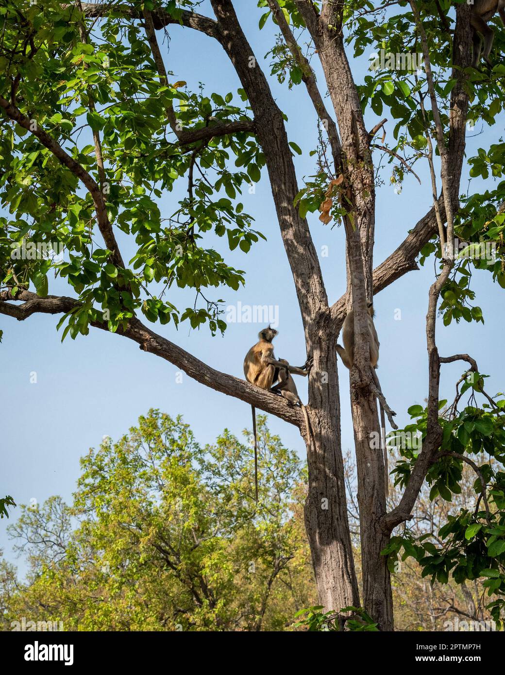 gray langur or hanuman monkeys Semnopithecus entellus family mother ...