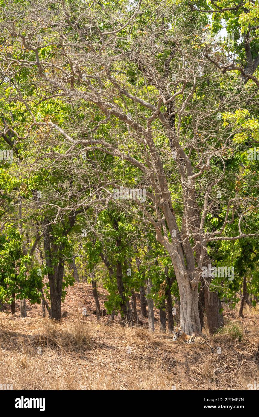 wild male bengal tiger or panthera tigris habitat resting under shades ...