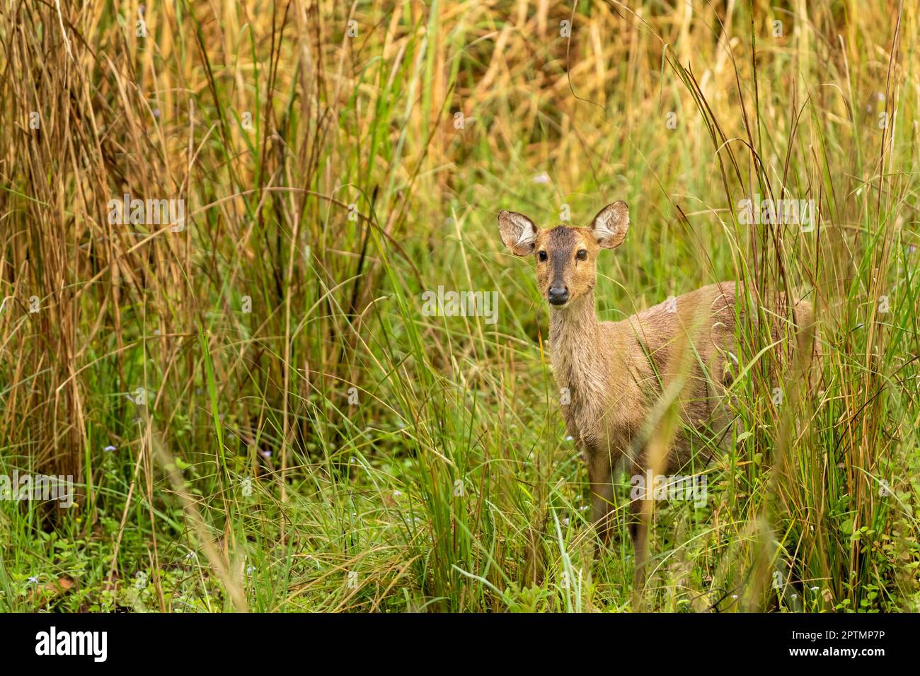 Indian hog deer or Axis porcinus closeup with eye contact in natural ...