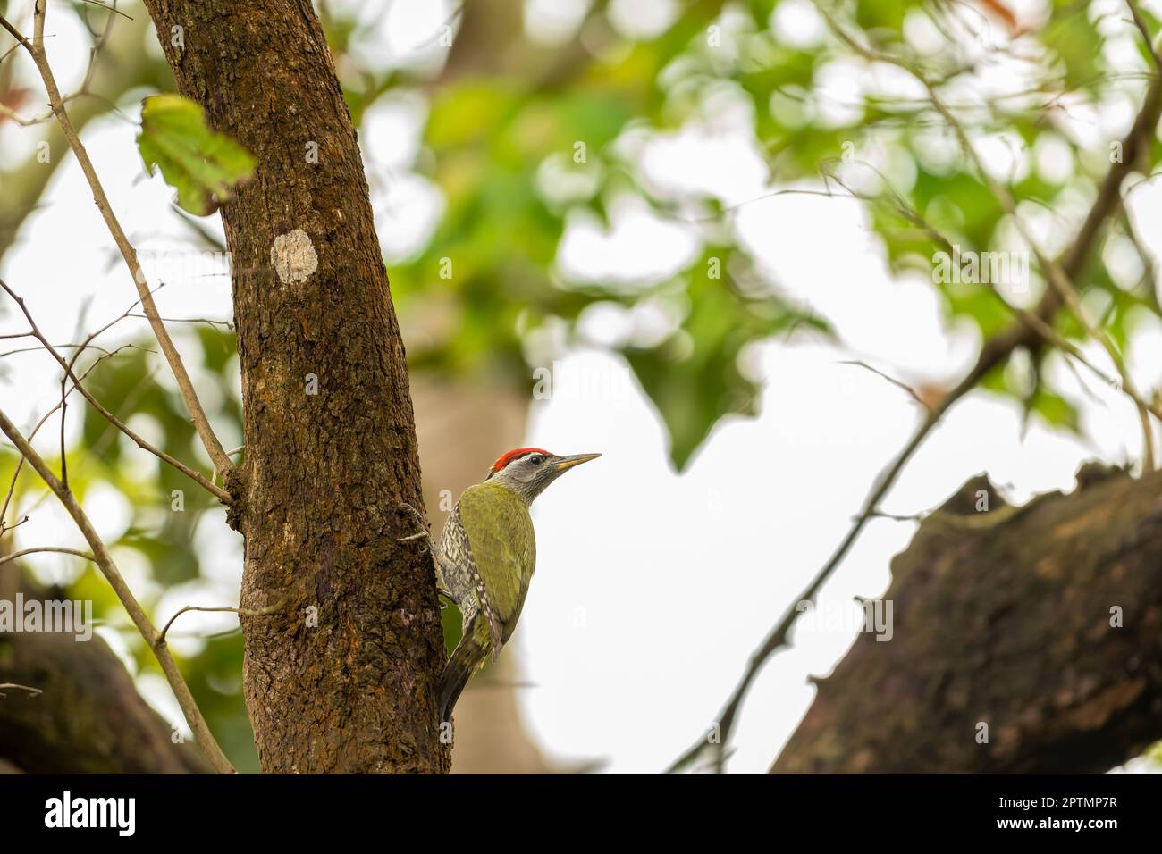 Streak throated Woodpecker or Picus xanthopygaeus bird closeup perched ...