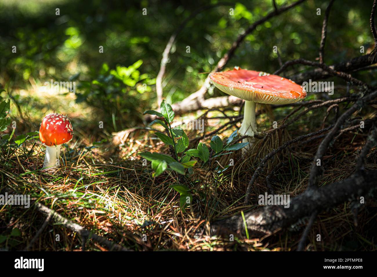 Amanita muscaria mushrooms in forest, natural bright sunny background ...