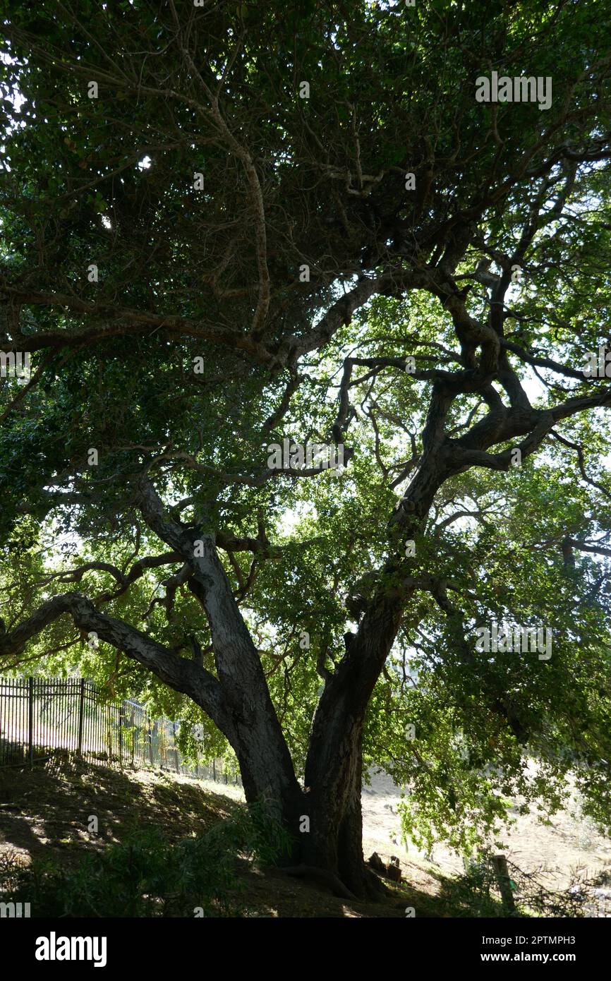 Los Angeles, California, USA 27th April 2023 Tree in The Oaks on April ...