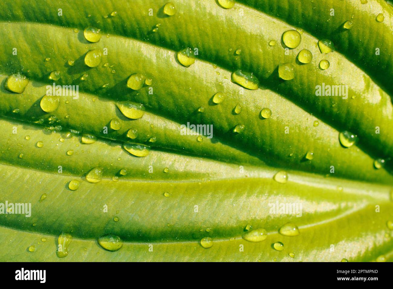 Close-up of huge bright green leaf of plantain lily funkia hosta covered with water rain dew ...