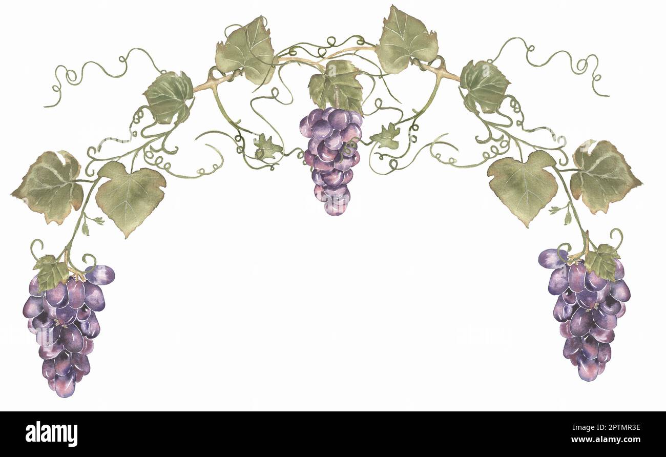 Watercolor hand drawn illustration composition purple grapes branch wreath. vineyard frame ...