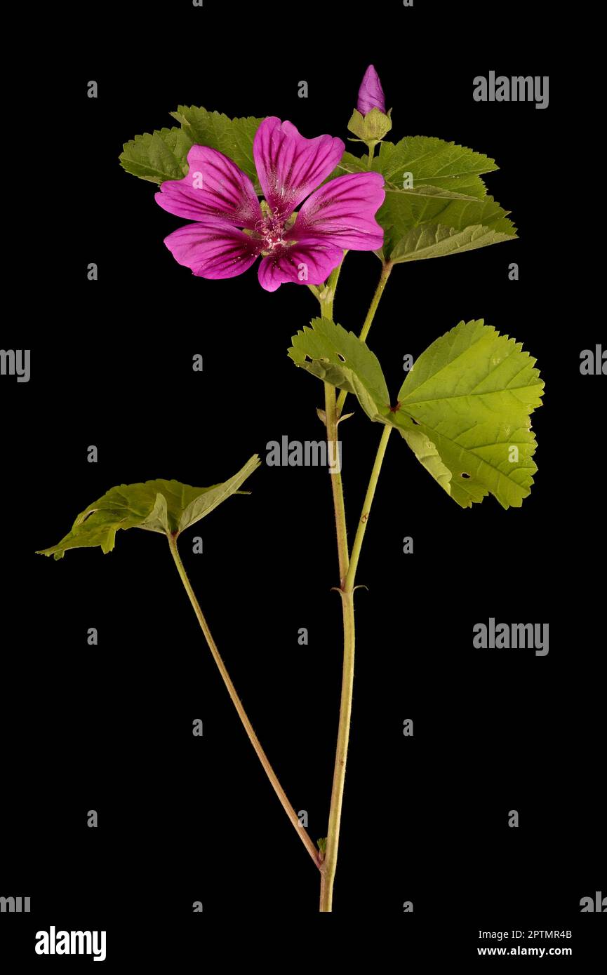 Common Mallow (Malva sylvestris). Inflorescence Closeup Stock Photo - Alamy