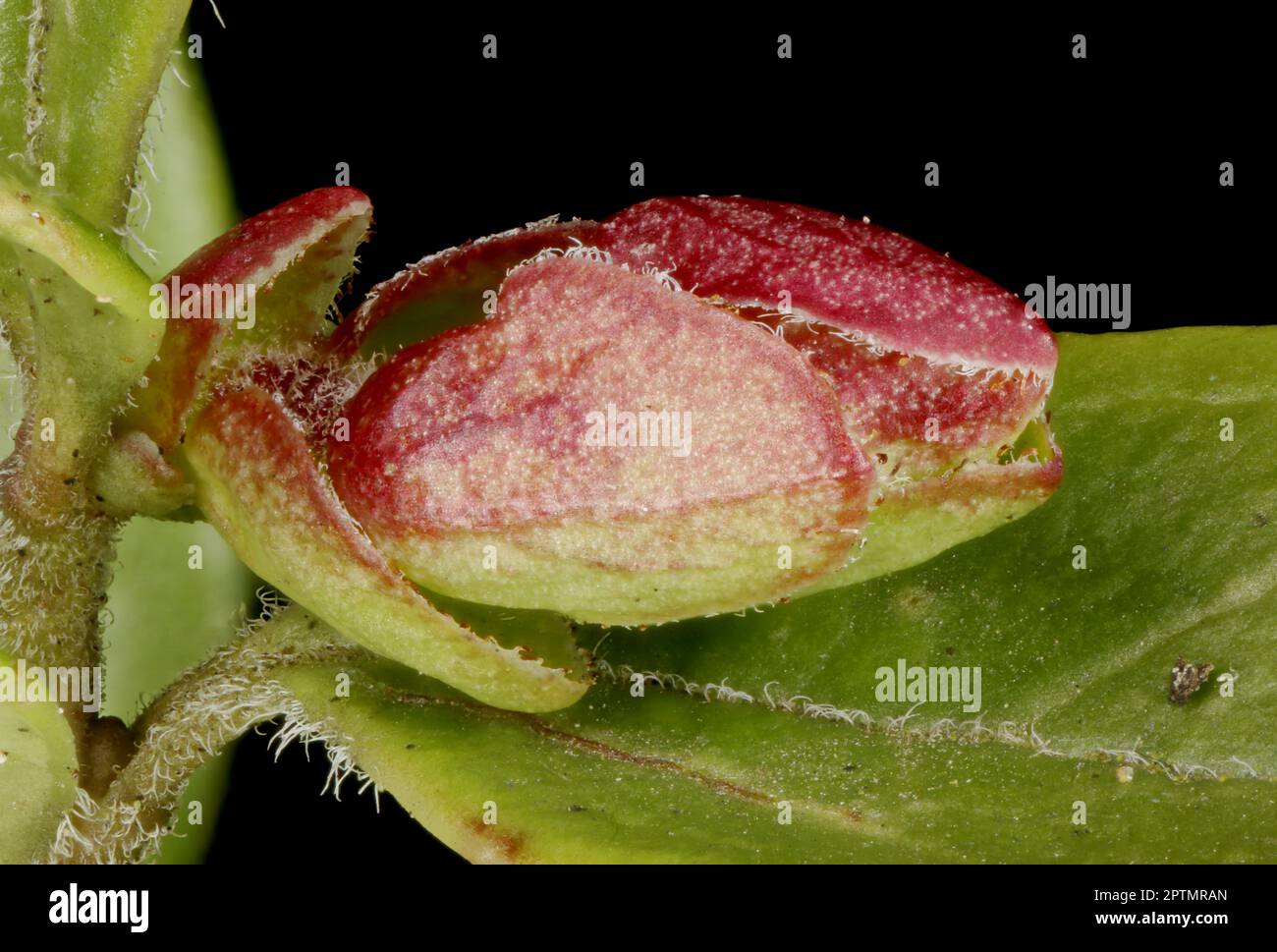 Terminal bud hi-res stock photography and images - Alamy