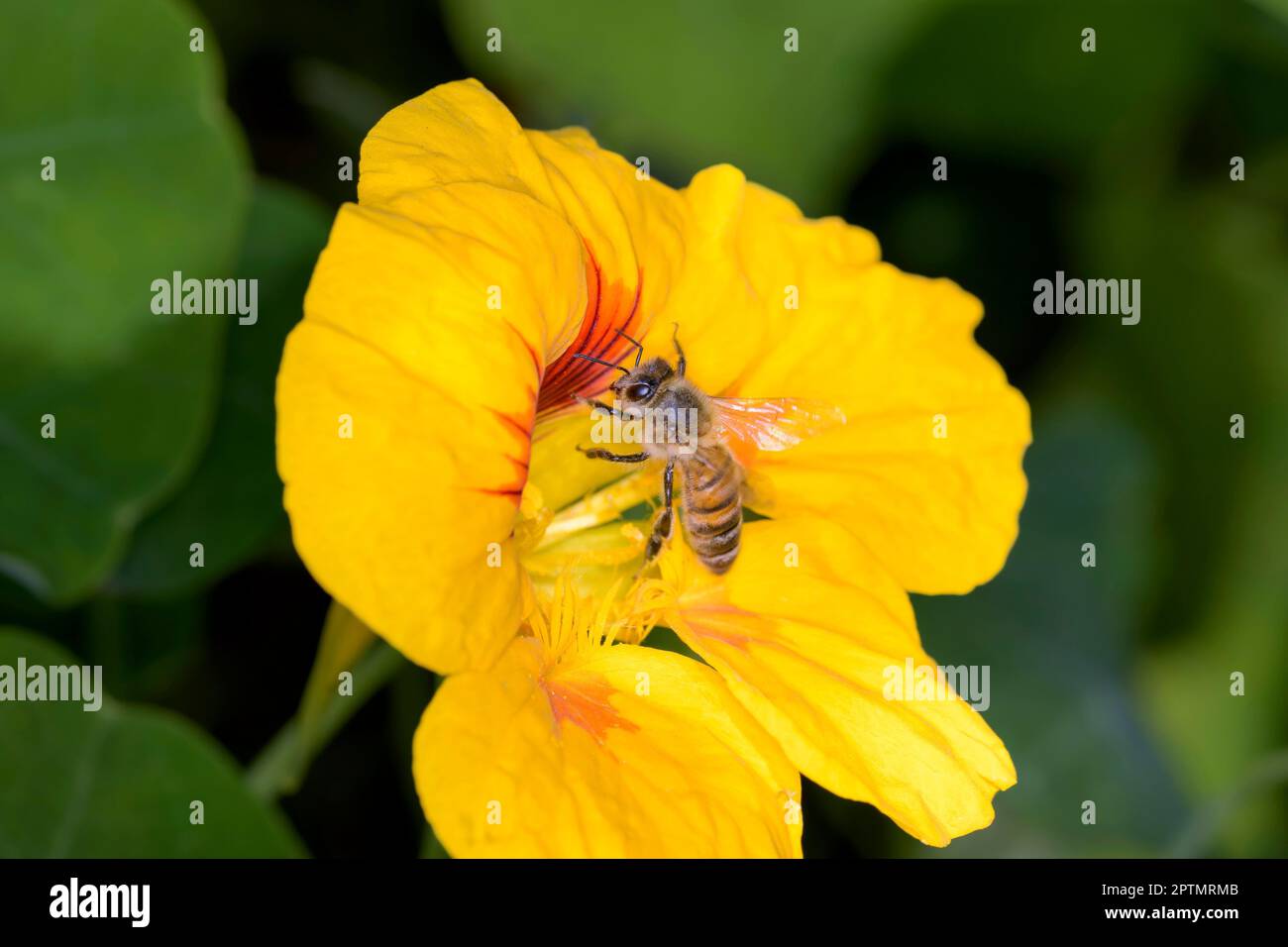 Indian honey bee hi-res stock photography and images - Alamy