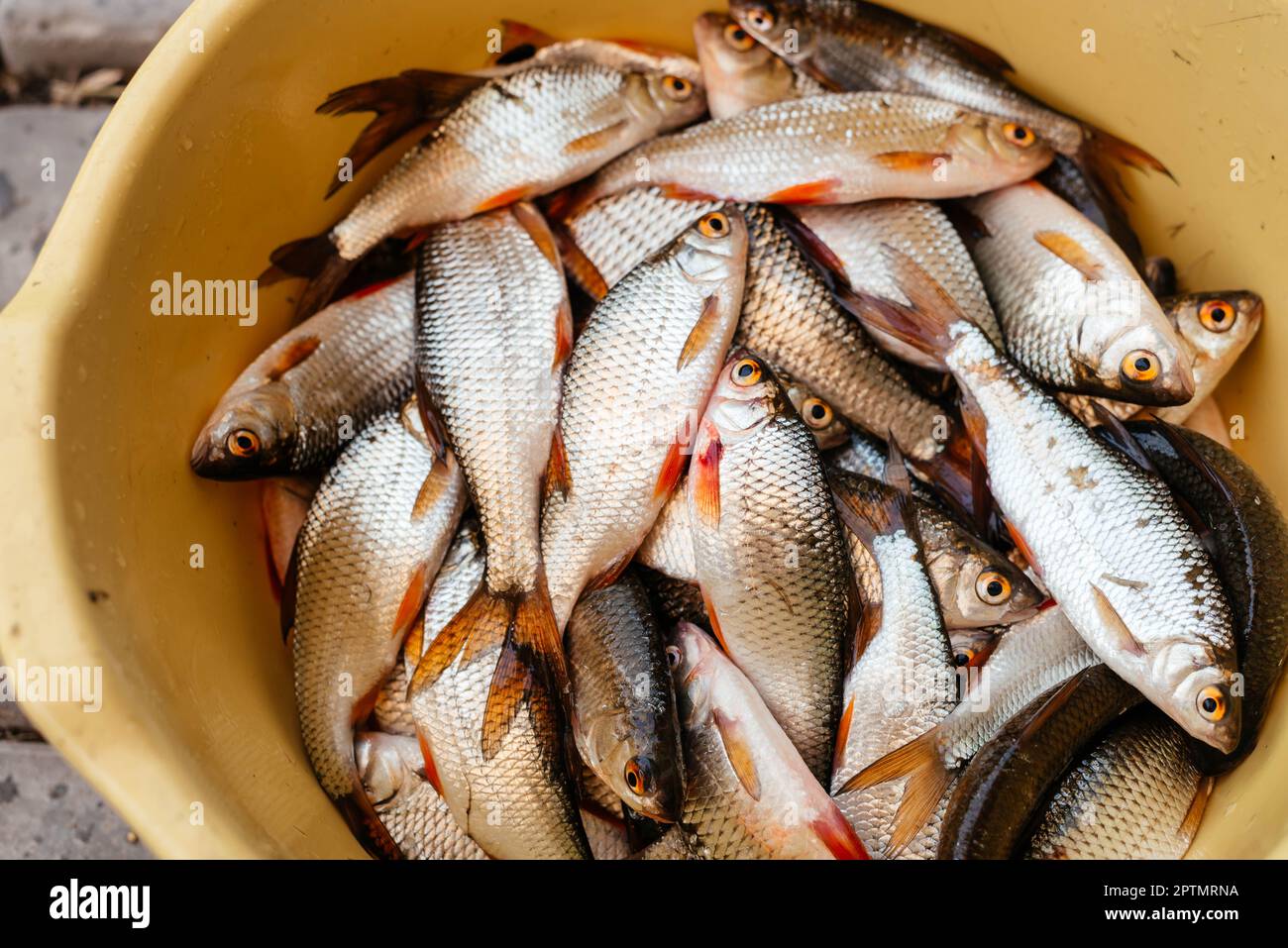 Fresh ram fish in a yellow bowl. Fresh catch of ram Stock Photo - Alamy