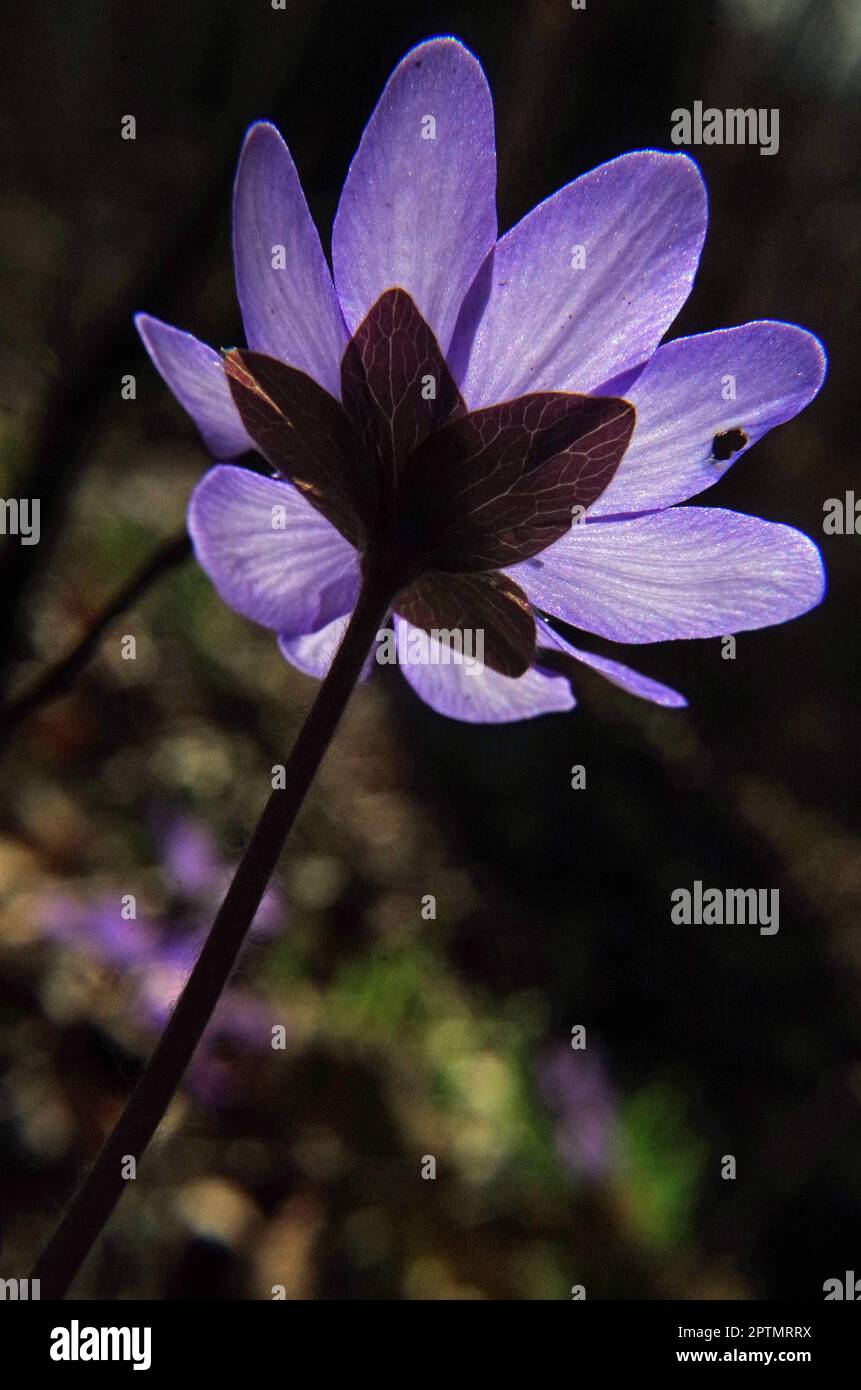 Blue romantic hi-res stock photography and images - Alamy
