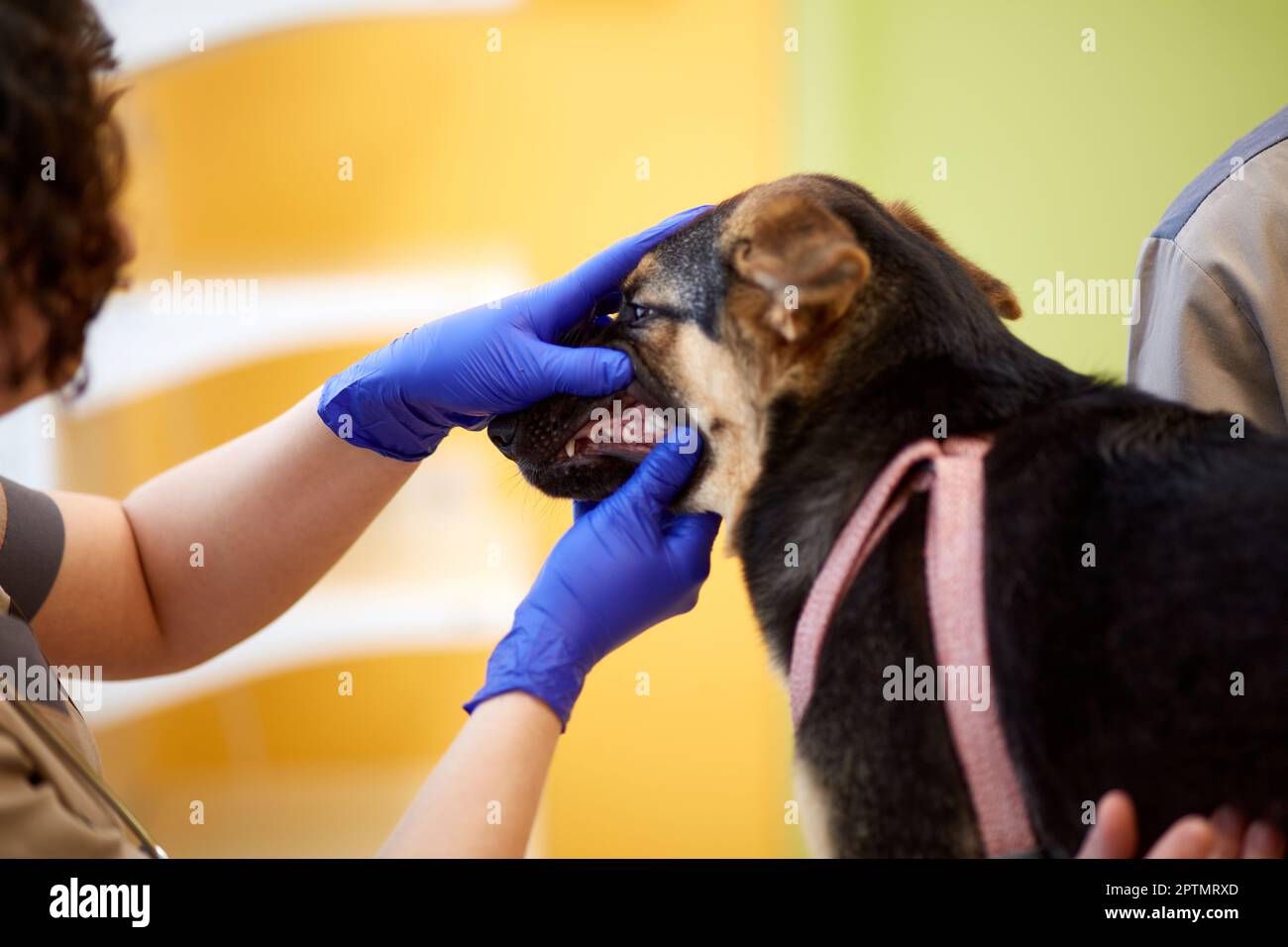 Doctor, vet checking dog's teeth, doing medical examination of a pet ...