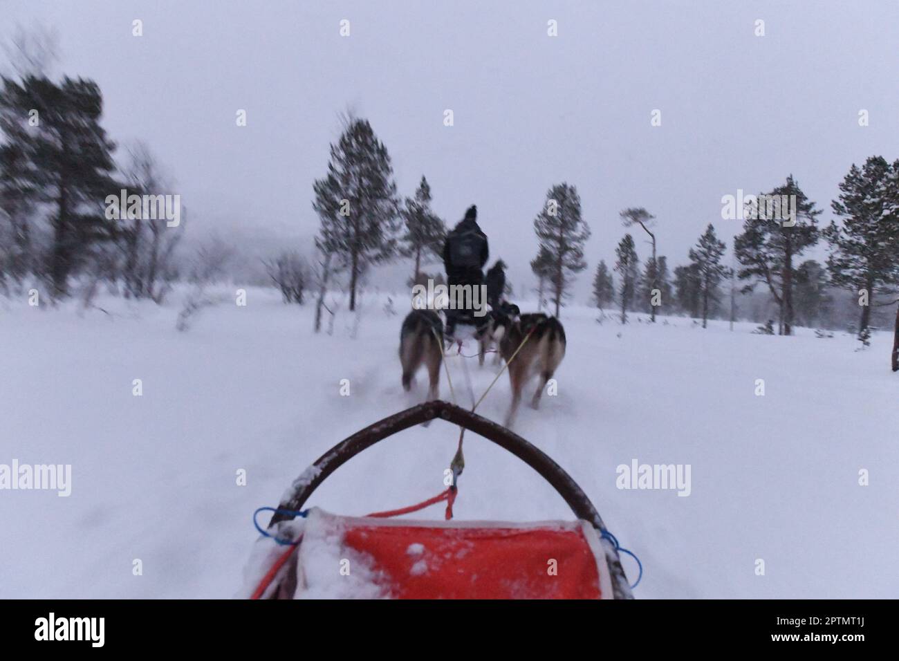 First person perspective of a dog sled ride in Arctic Norway Stock ...