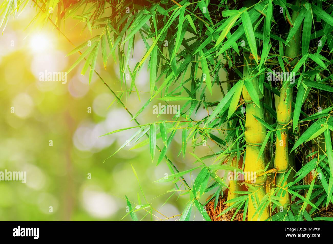 Bamboo forest over green natural bokeh background. Bamboo leaves with ...