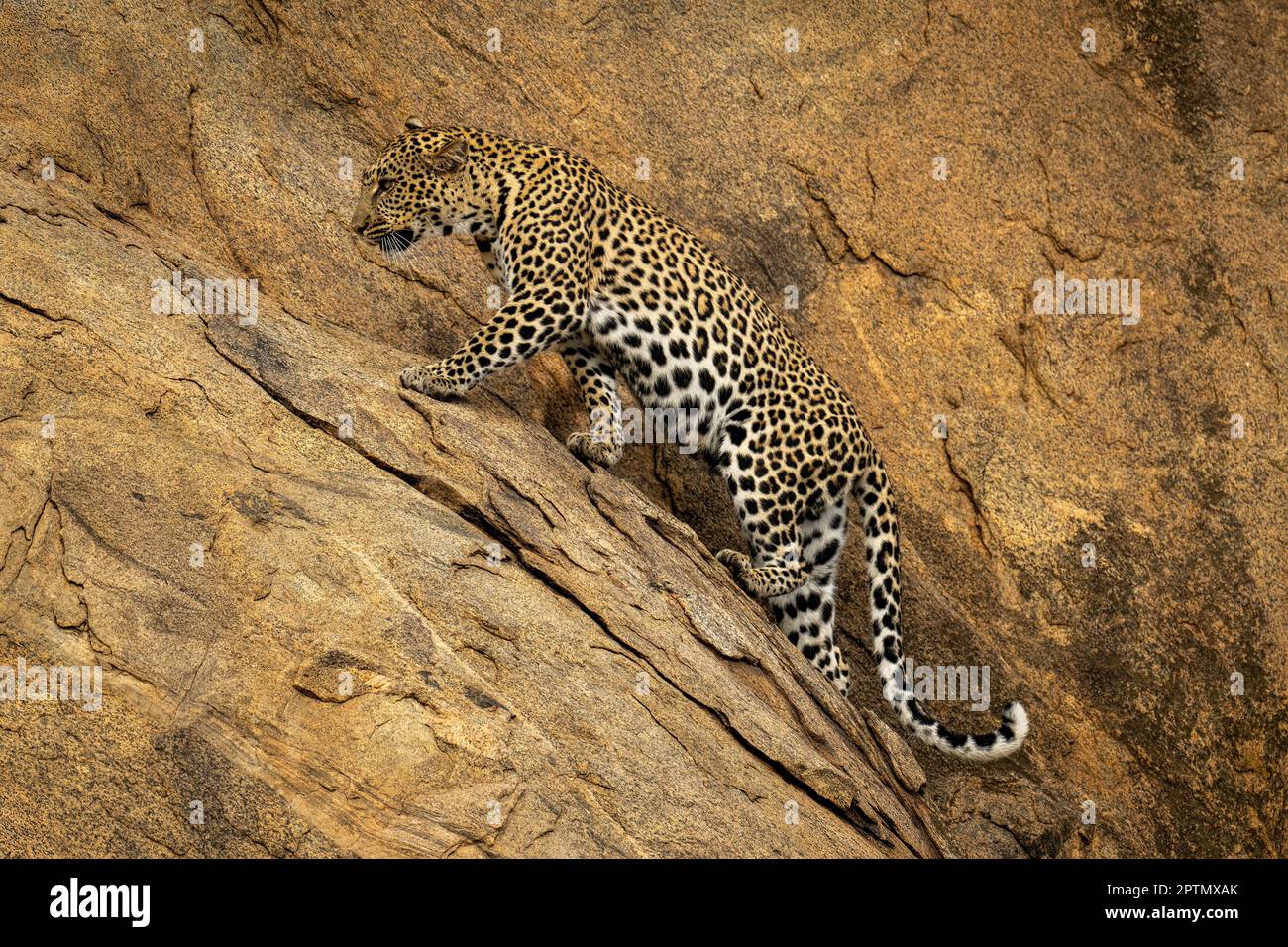 Leopard walks up steep rockface looking ahead Stock Photo - Alamy