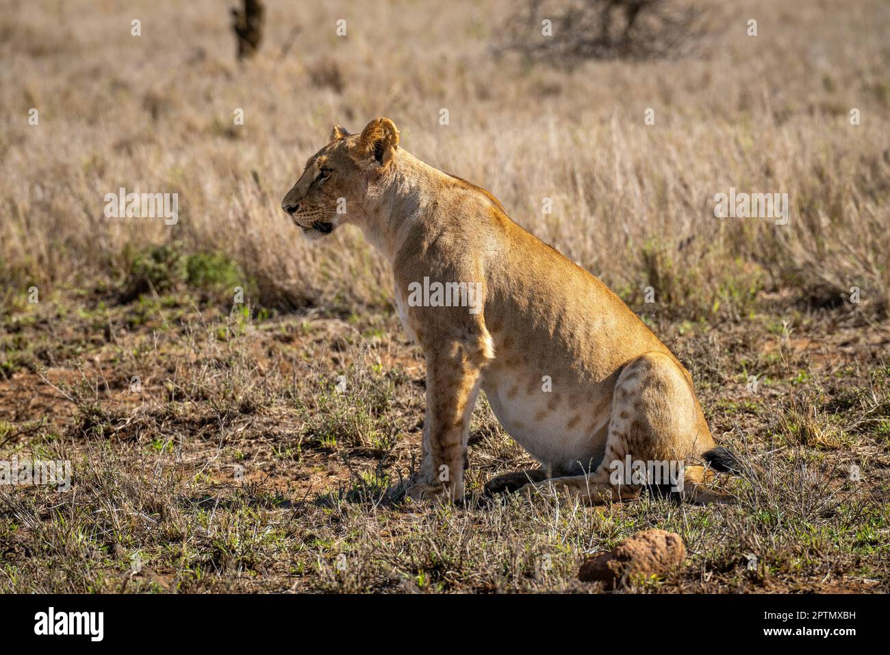 Lion cub sits in profile in sunshine Stock Photo - Alamy