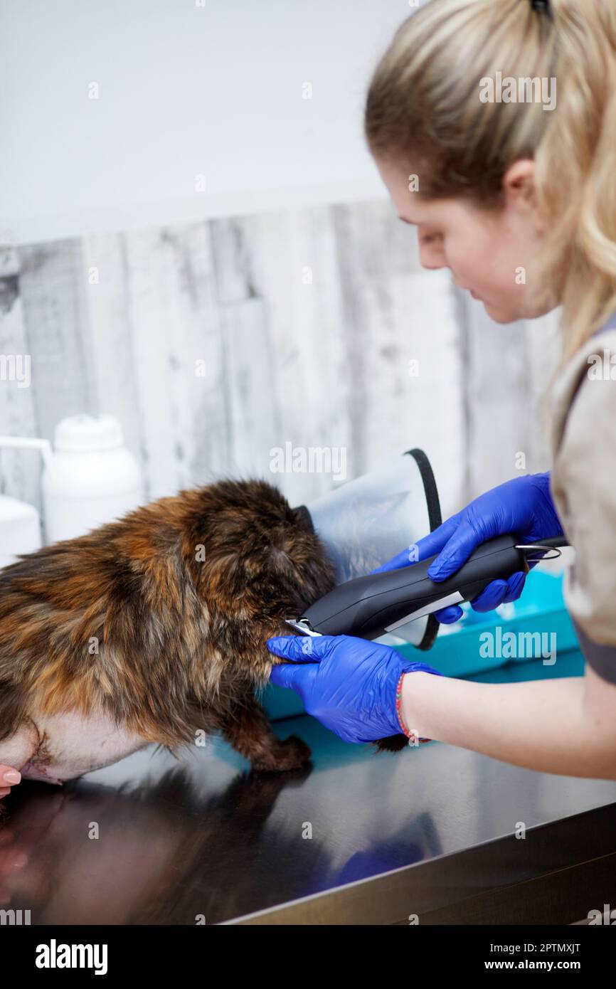 Doctors, veterinarians shaving cat's legs to make injections before ...