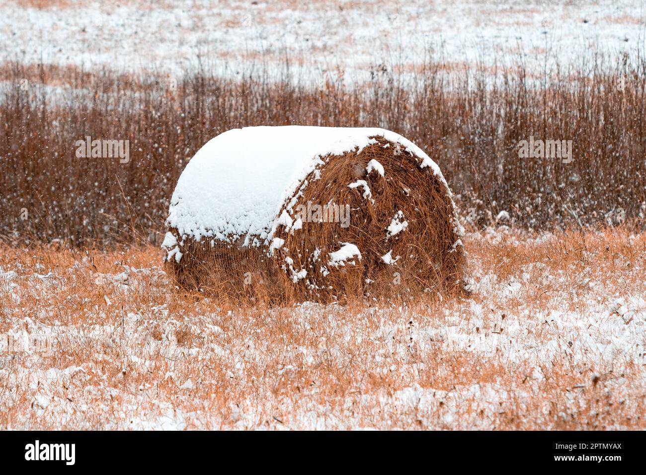 Hay bale on a farmland in winter time. Last year's hay bale with snow ...