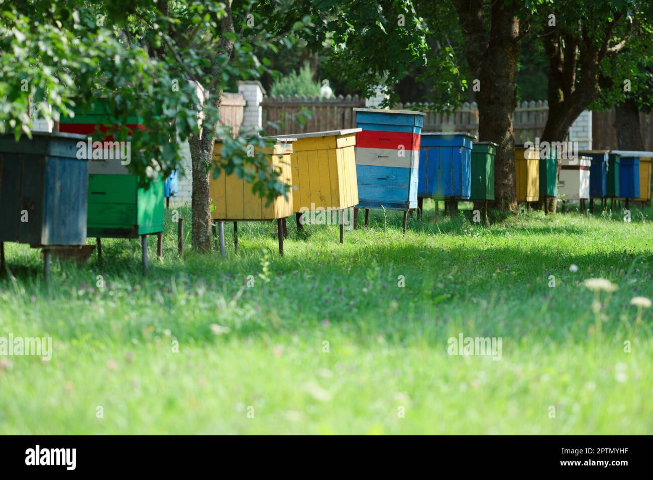 Row of hive with bees in country backyard Stock Photo - Alamy