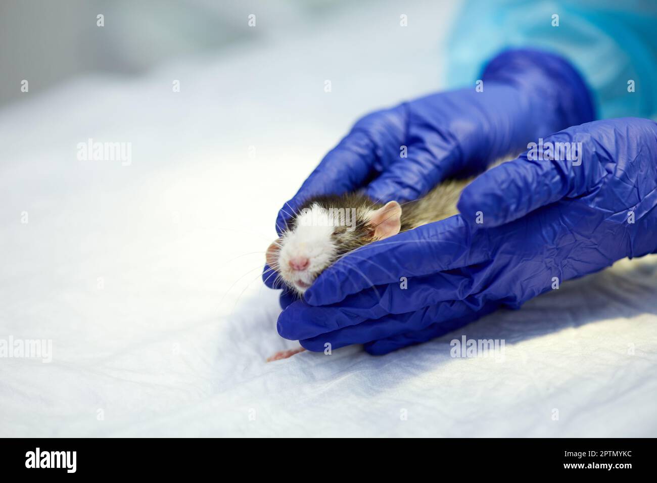 Doctor, vet taking care ater ill rat. Animal lying on surgery table ...