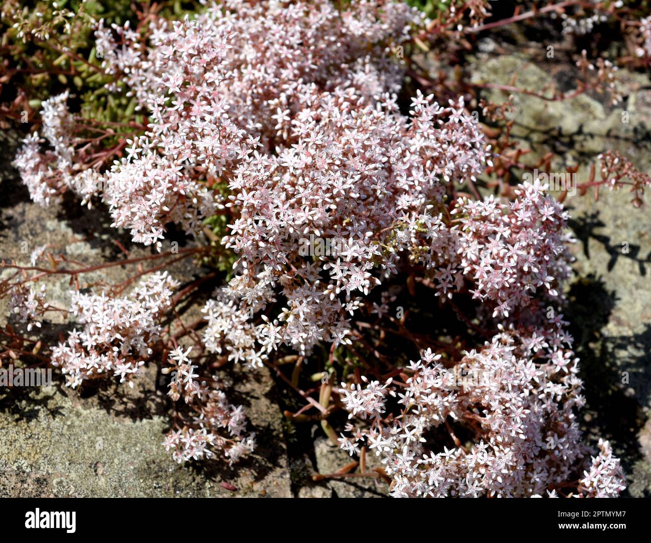 Weisser Mauerpfeffer, Sedum album, ist eine Heil- und ...