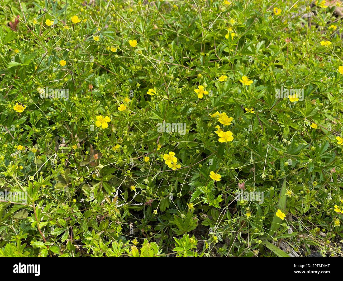 Blutwurz, Potentilla erecta, ist eine wichtige Heilpflanze mit gelben ...