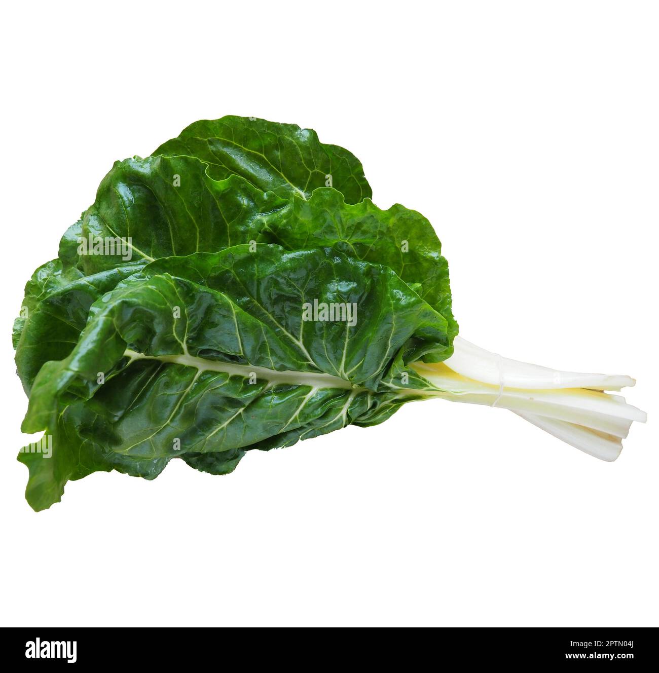 Mangold Beta vulgaris. Biennial herb, a subspecies of common beet ...