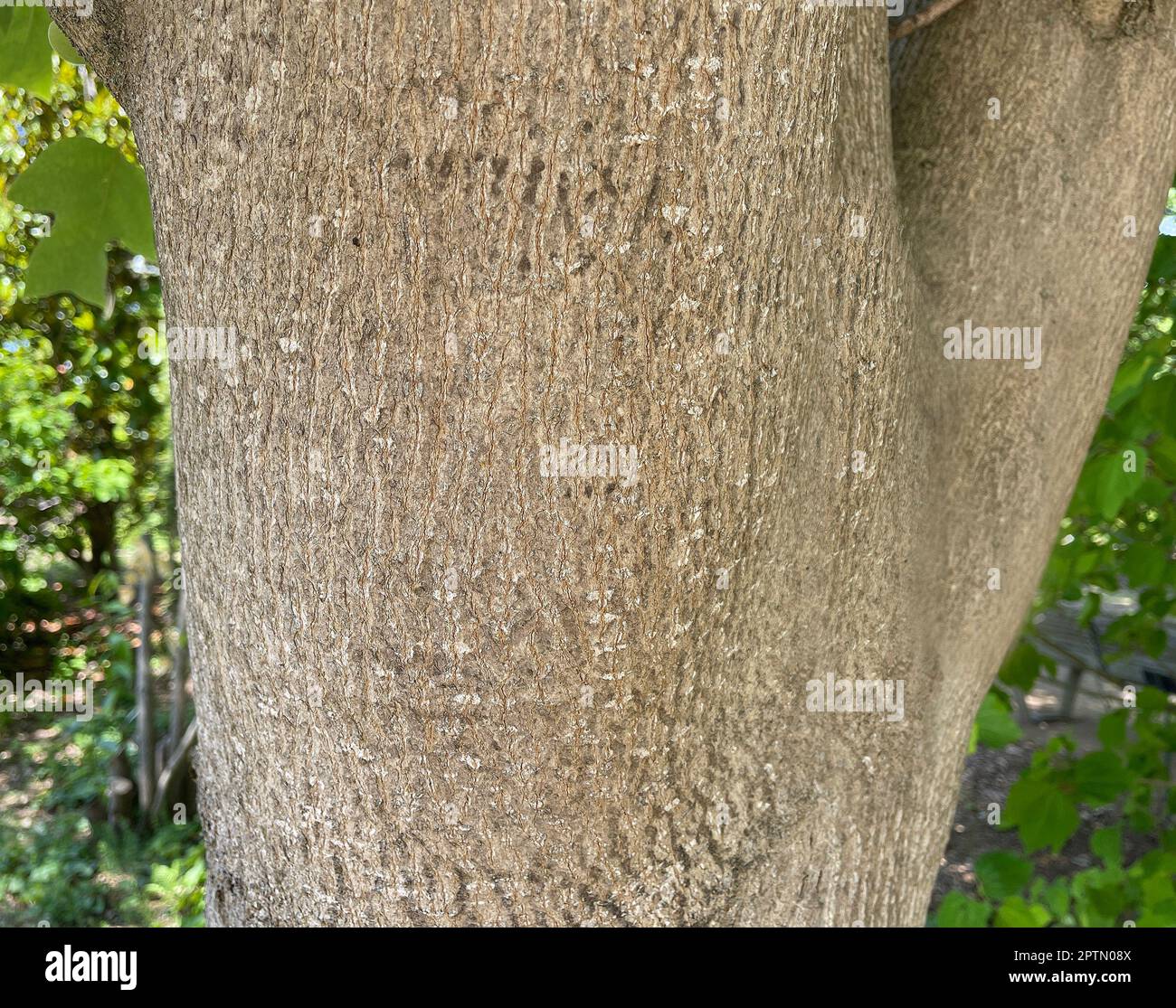 Tulpenbaum, Liriodendron tulipifera hat wunderschoene tulpenfoermige ...