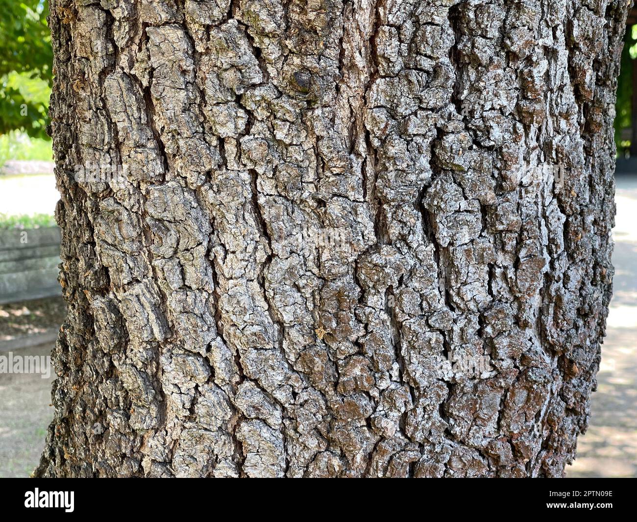 Aleppo-Eiche, Quercus infectoria, deutsch selten als Aleppo-Eiche oder ...