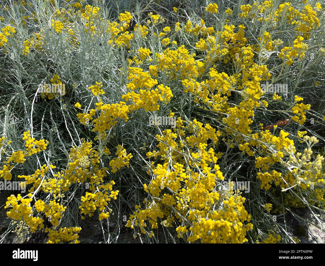 Currykraut, Helichrysum italicum, ist eine wichtige Heilpflanze und ...