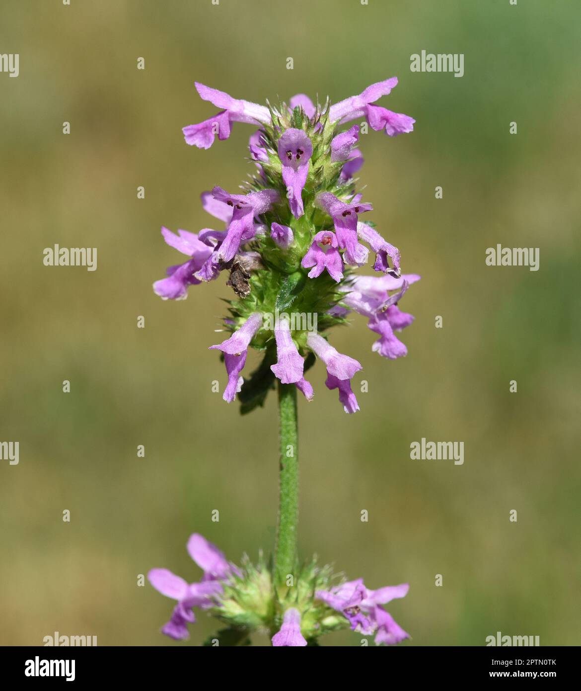Ziest, Stachys officinalis ist eine wichtige Heilpflanzen mit lila ...