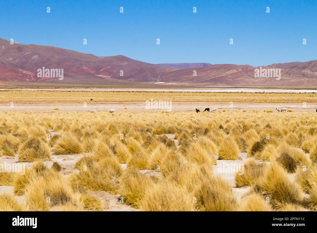 Bolivian mountains landscape,Bolivia.Andean plateau view Stock Photo ...