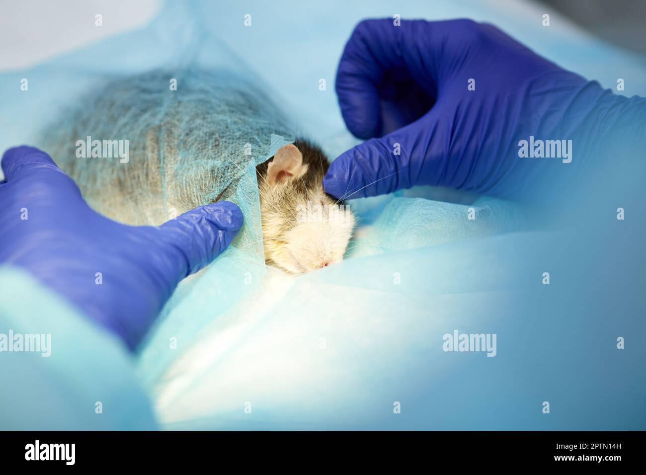 Examination of rat hi-res stock photography and images - Alamy