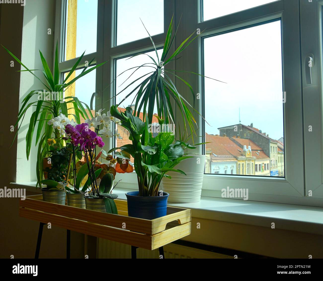 Indoor plants on windowsill. Home gardening, love of plants indoors ...