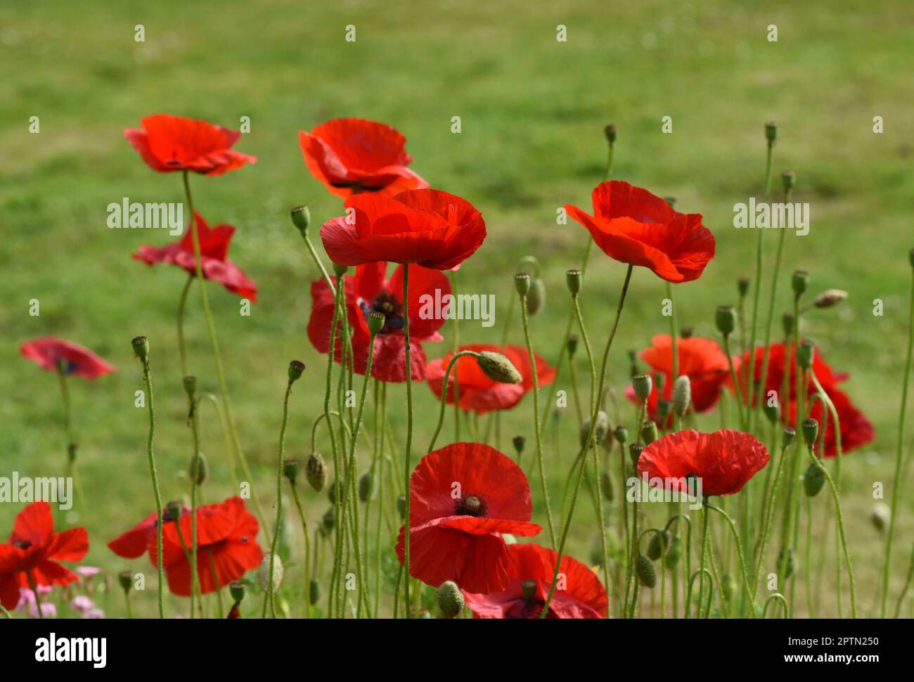 Klatschmohn, Papaver ist eine Pflanzengattung aus der Familie der ...