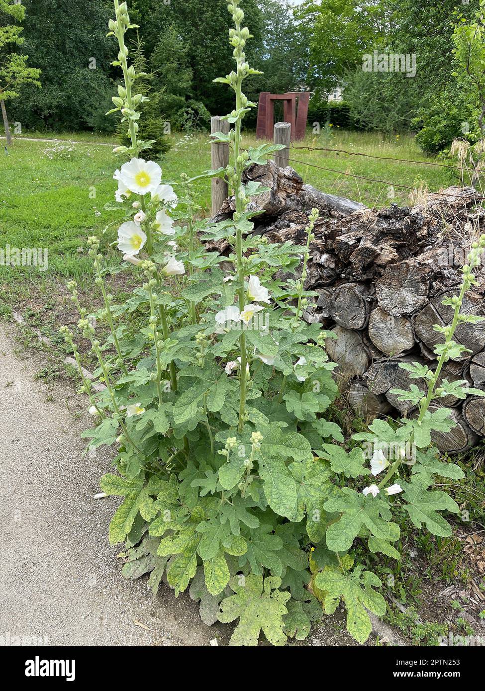 Stockrose, Alcea rosea, auch unter den Namen Stockmalve oder Bauernrose ...