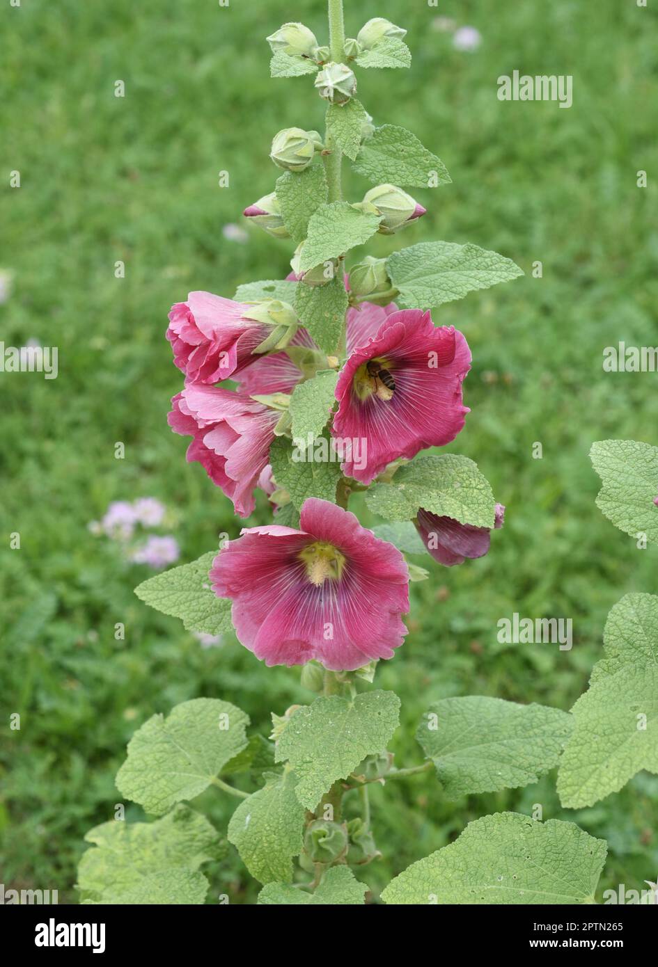 Stockrose, Alcea rosea, auch unter den Namen Stockmalve oder Bauernrose ...