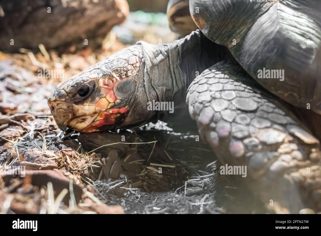 Red-foot Tortoise in the nature. The red-footed tortoise (Chelonoidis ...