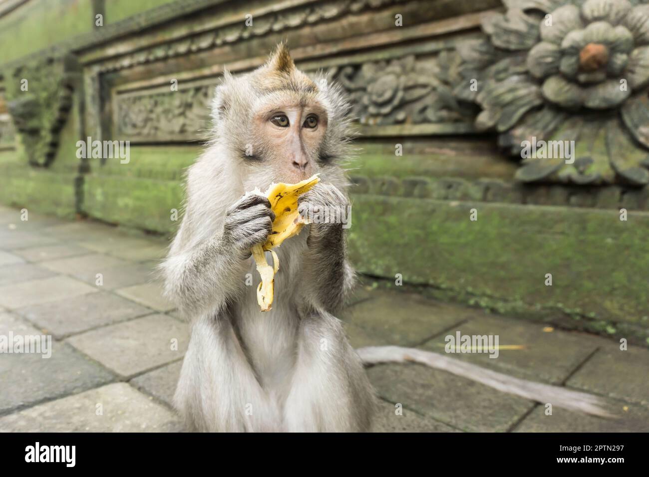 Macaque eating banana at old ruin temple, Bali, Indonesia Stock Photo ...