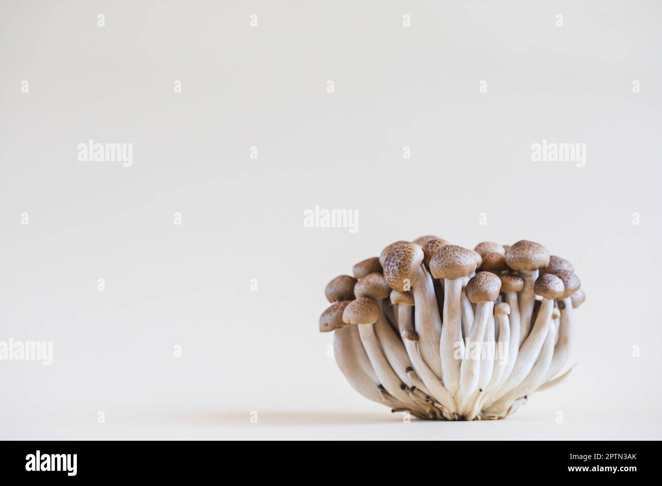 Cluster of fresh brown shimeji mushrooms close up. shimeji mushrooms on ...