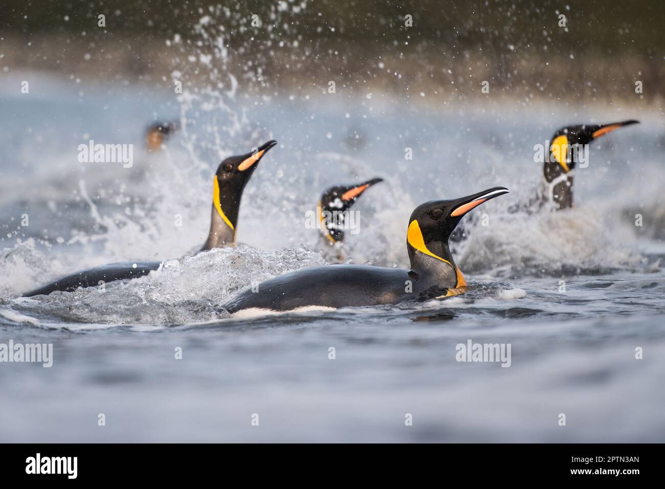 LIKE A SEA of birds these images showing large king penguin colonies ...