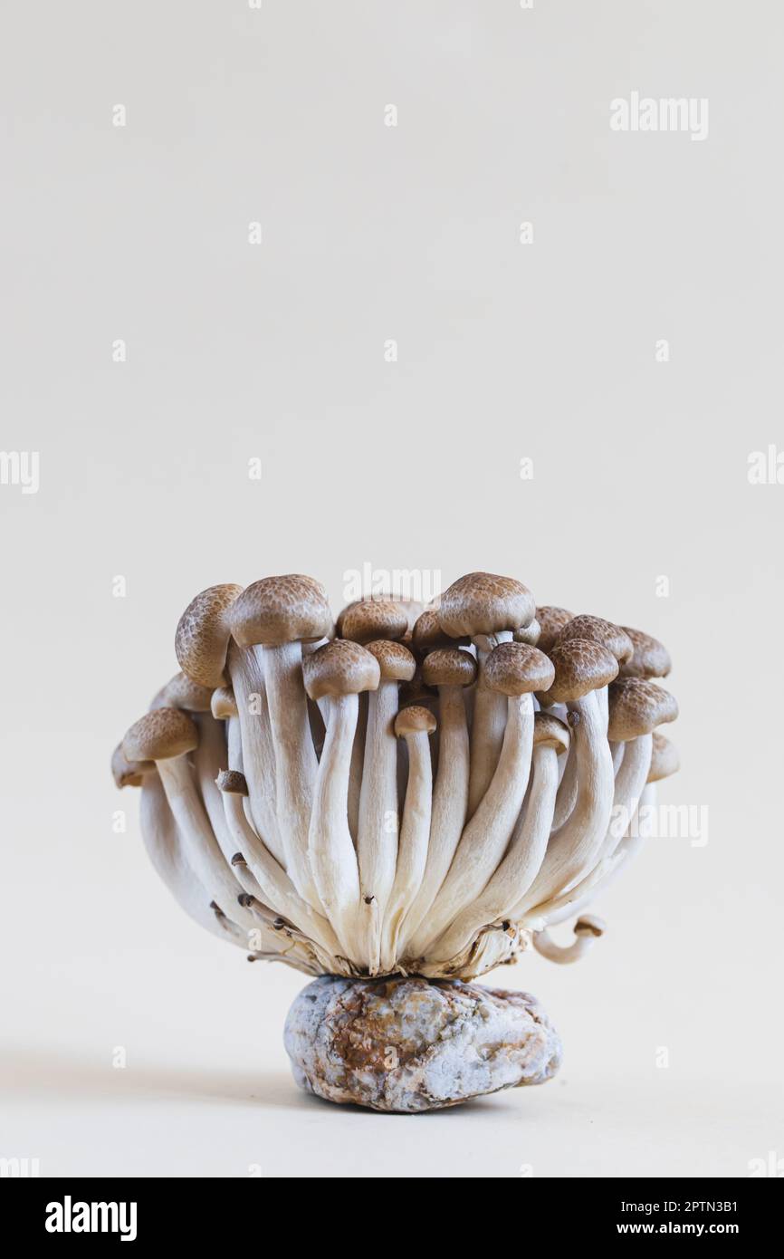 Cluster of fresh brown shimeji mushrooms close up. shimeji mushrooms on ...
