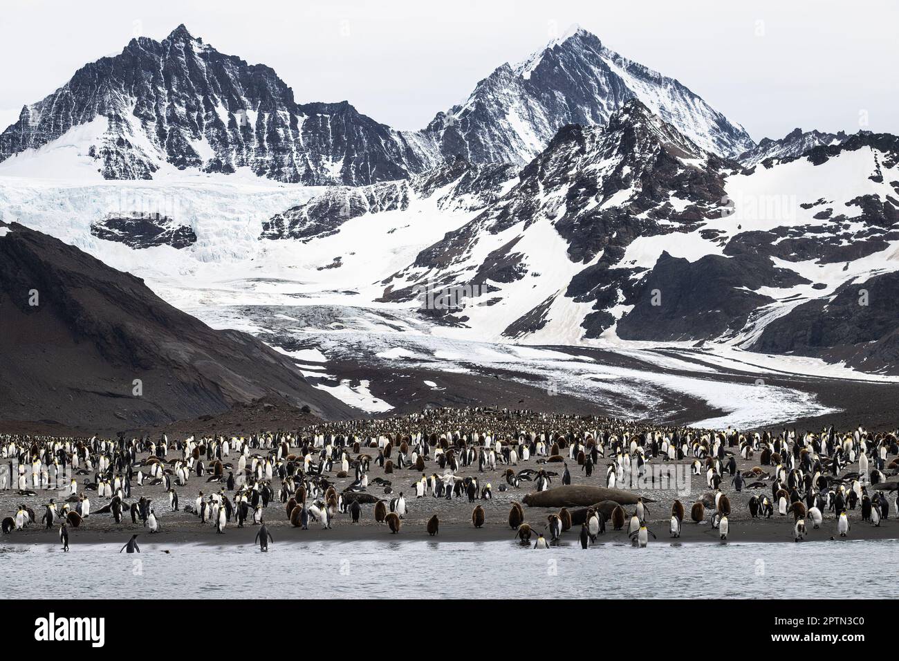 LIKE A SEA of birds these images showing large king penguin colonies ...