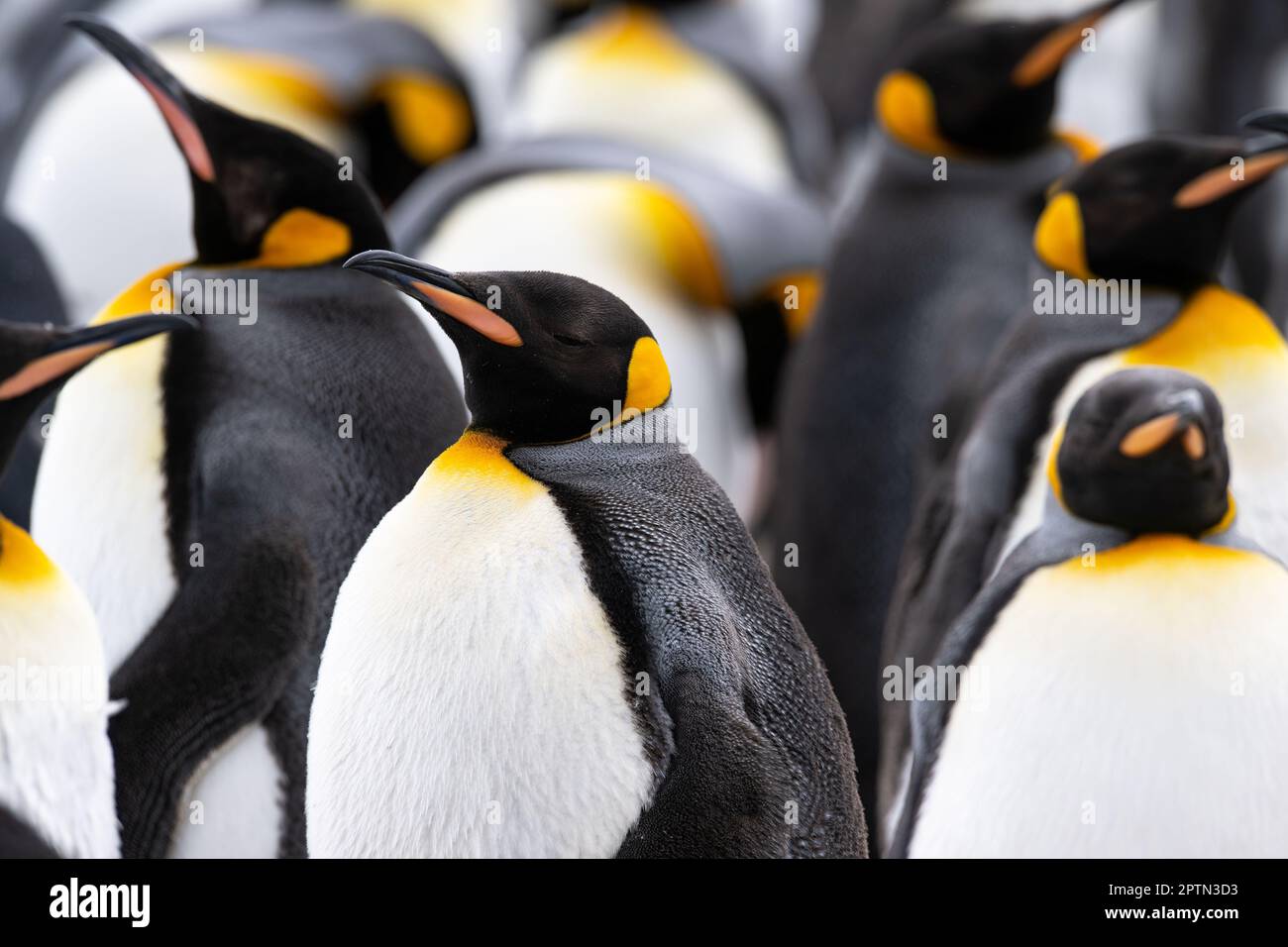 LIKE A SEA of birds these images showing large king penguin colonies ...