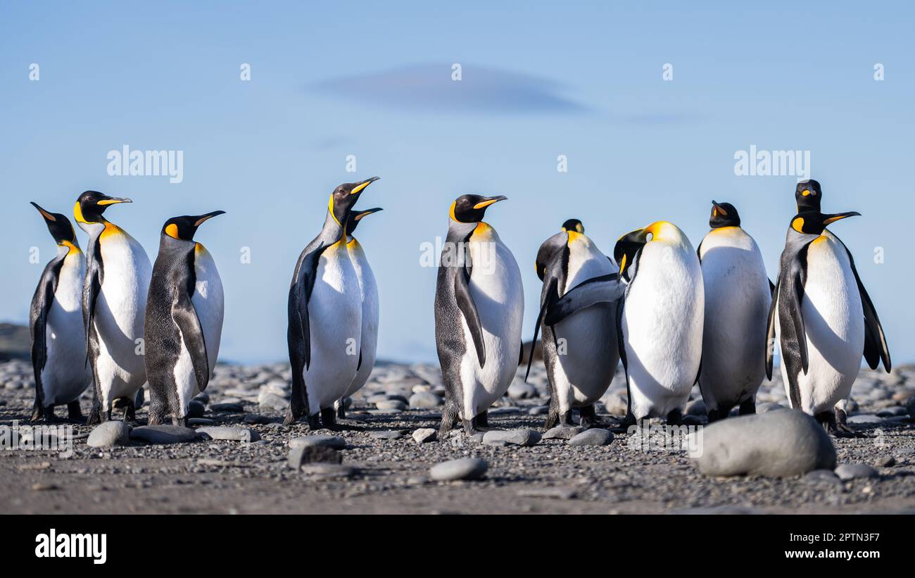 LIKE A SEA of birds these images showing large king penguin colonies ...