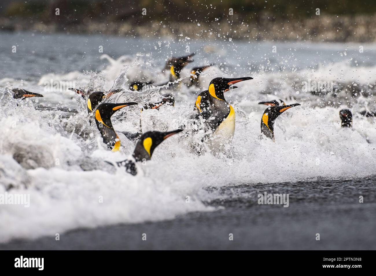 LIKE A SEA of birds these images showing large king penguin colonies ...